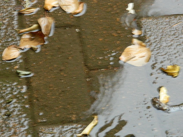 Regen Natur Regnet - Kostenloses Foto auf Pixabay