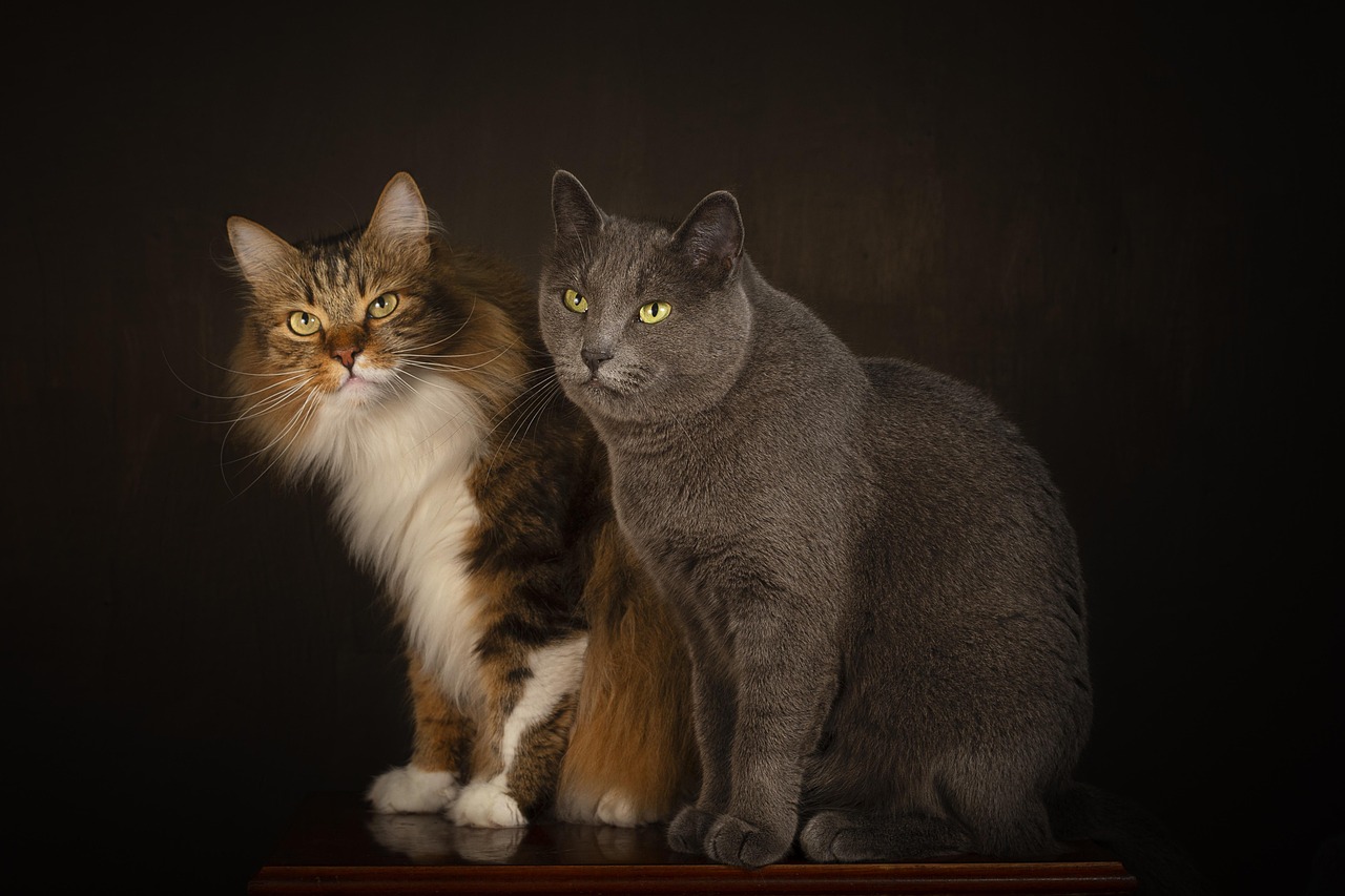 Cats Animals Mammal - Free photo on Pixabay