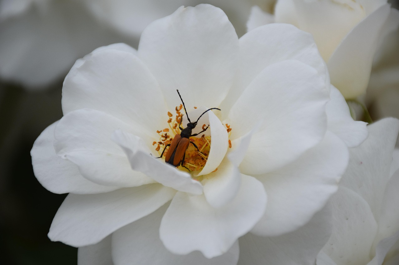 Bog Rose Flower - Free photo on Pixabay