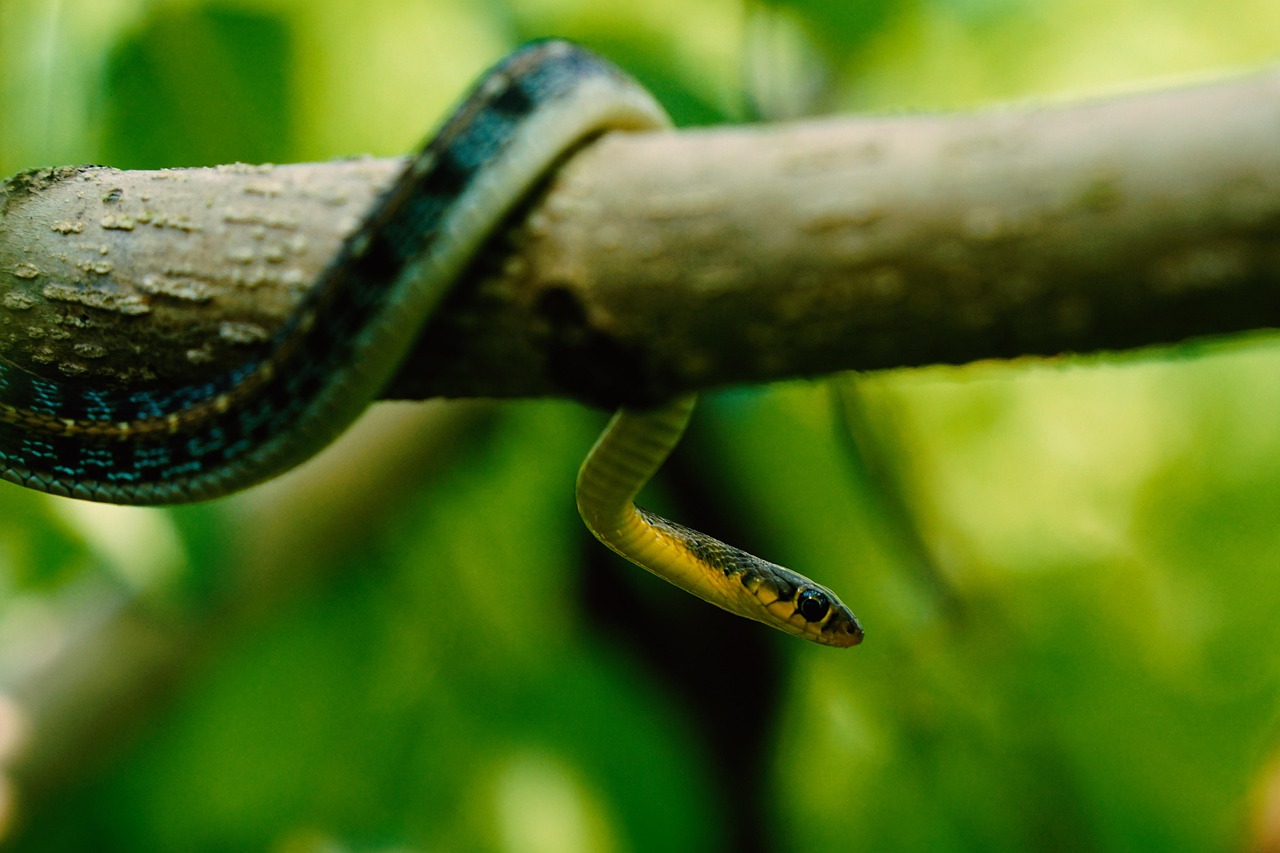 Snake Reptile Animal - Free photo on Pixabay