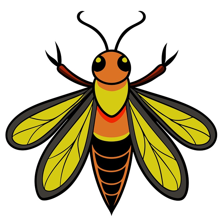 Download Firefly, Lightning Bug, Insect. Royalty-Free Stock ...