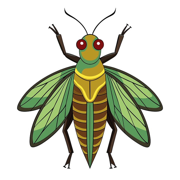 Download Fly-Katydid Vector, Fly-Katydid Illustration, Fly-Katydid Art ...