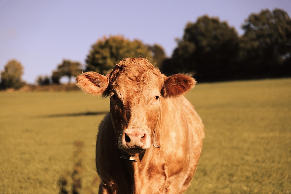 Cow Calf Pasture - Free photo on Pixabay