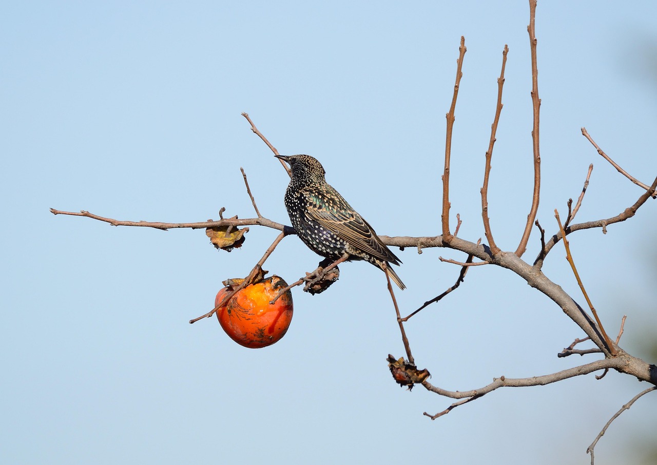 Bird Starling Ornithology - Free photo on Pixabay