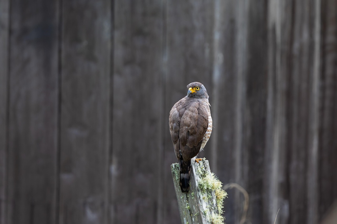 Bird Eagle Large-Billed Nozzle - Free photo on Pixabay