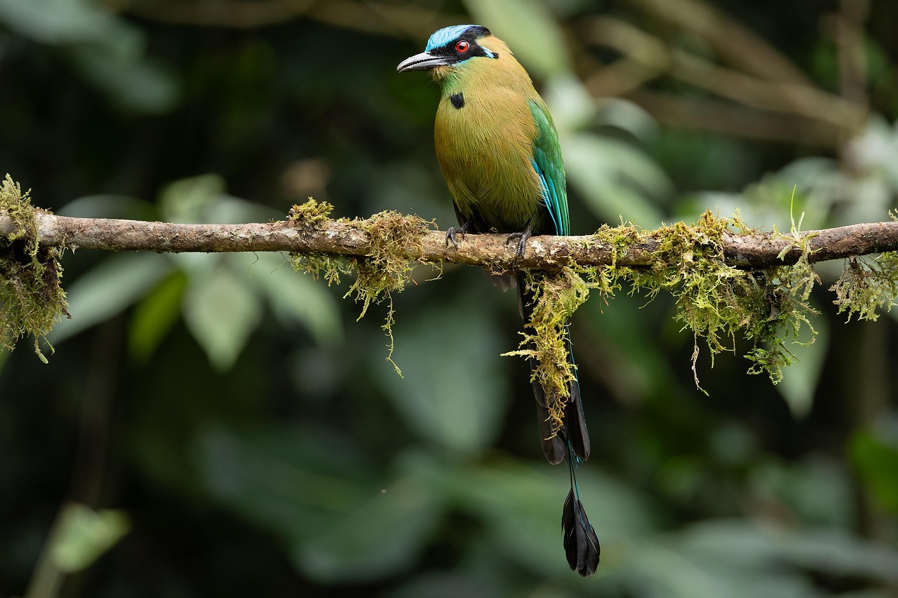 Ecuadorian Motmot Bird - Free photo on Pixabay