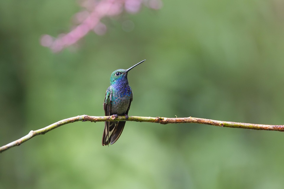 Hummingbird Burung Alam - Foto gratis di Pixabay