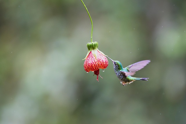 Oiseau Ornithologie Colibri - Photo gratuite sur Pixabay