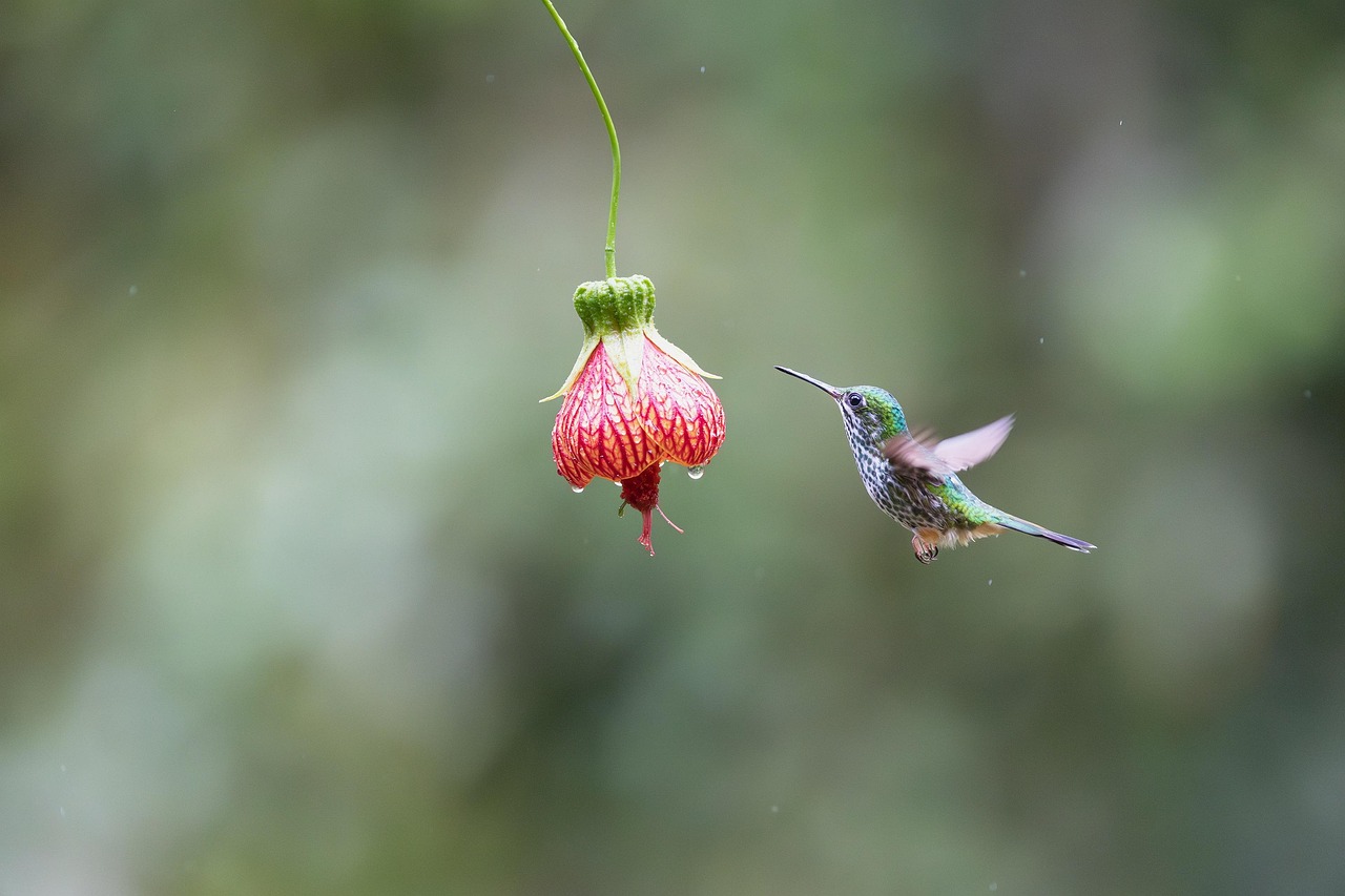 Hummingbird Bird Nature - Free photo on Pixabay