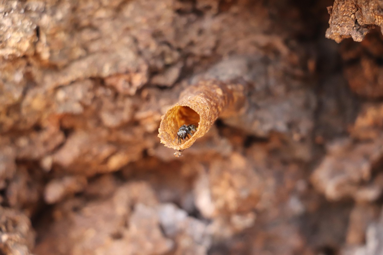 Bee Straw Nature - Free photo on Pixabay