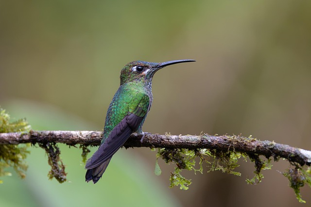 Hummingbird Bird Nature - Free photo on Pixabay