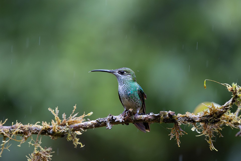 Hummingbird Burung Alam - Foto gratis di Pixabay