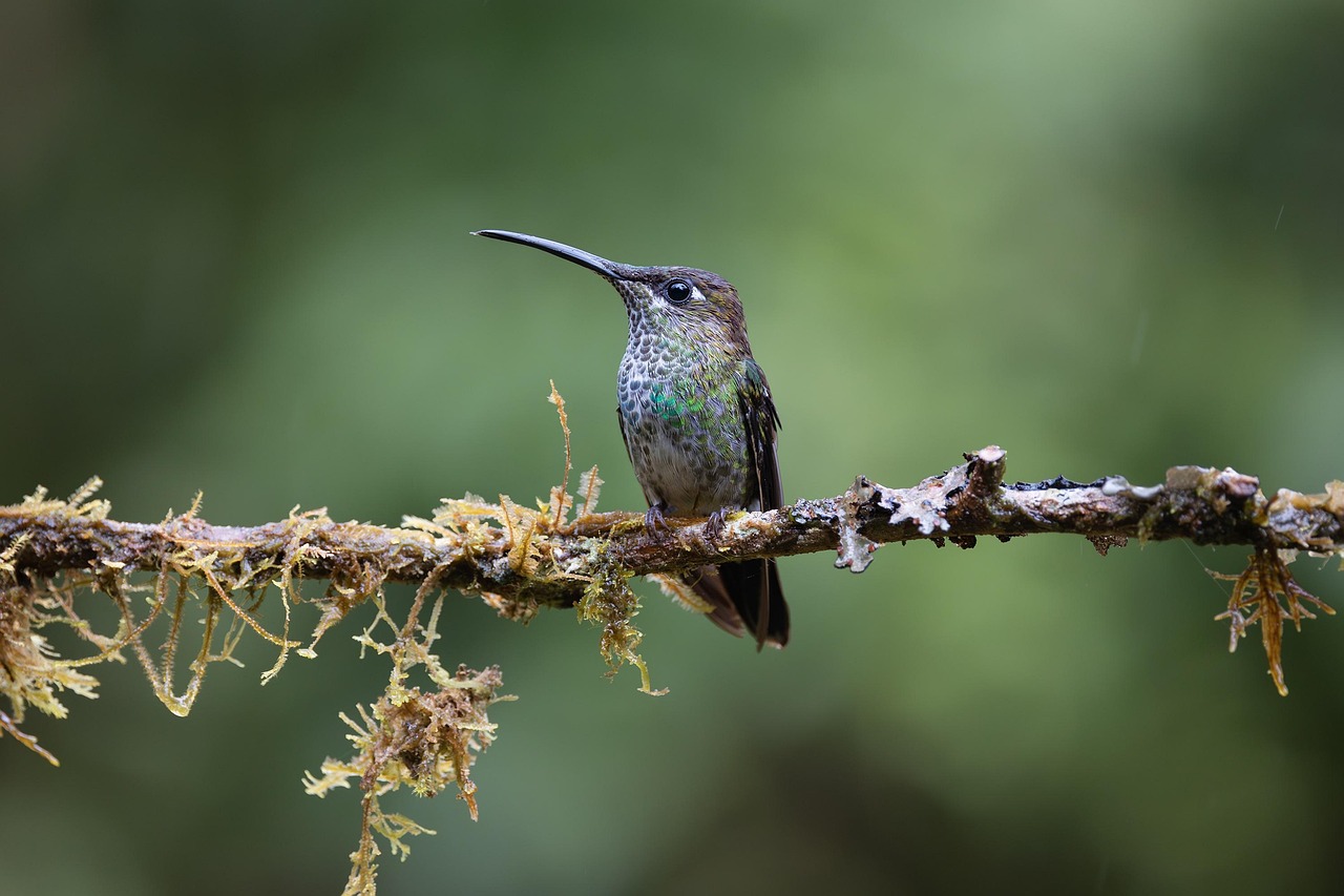 Hummingbird Bird Nature - Free photo on Pixabay