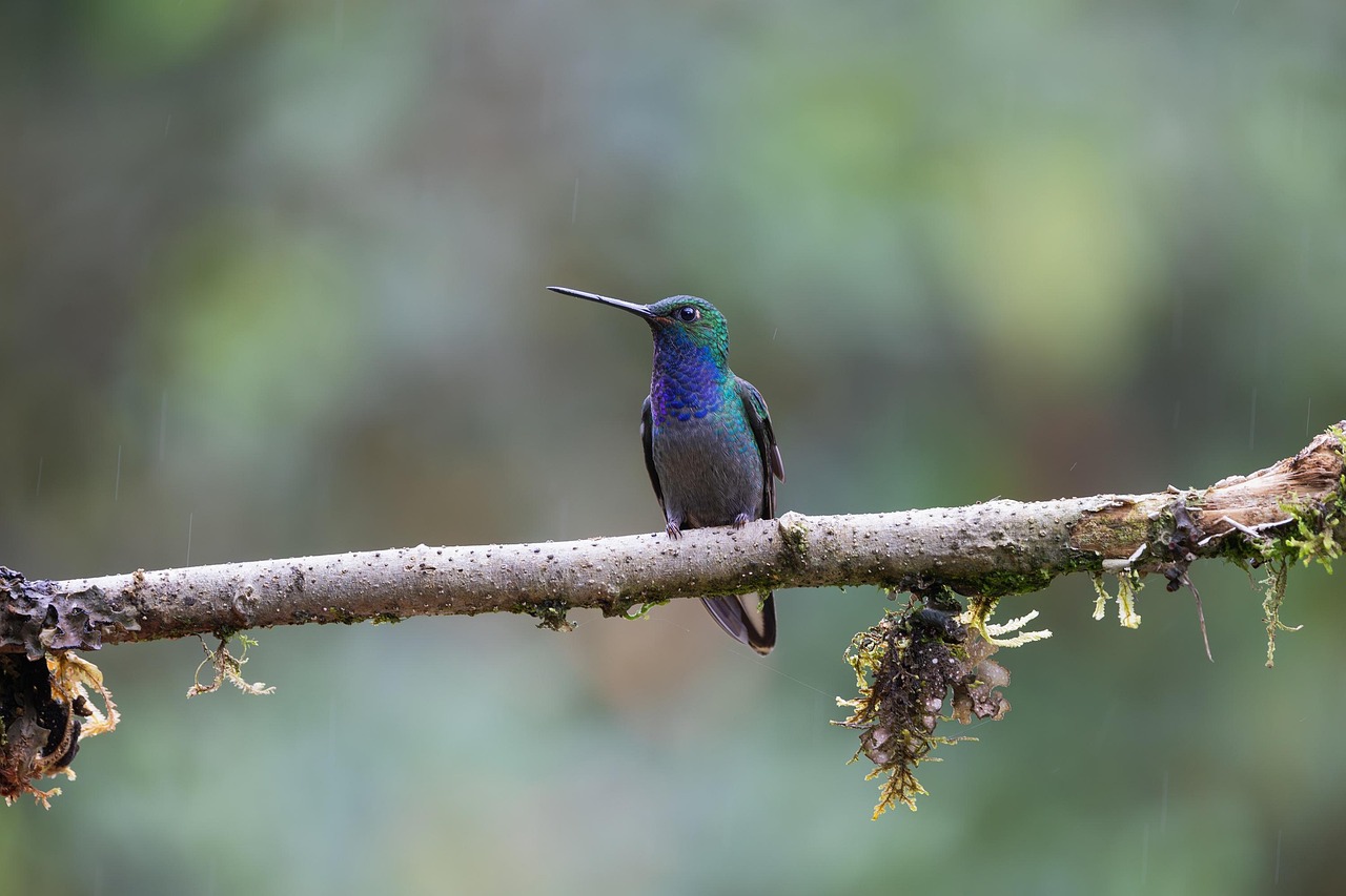 Colibrí Pájaro Naturaleza - Foto gratis en Pixabay
