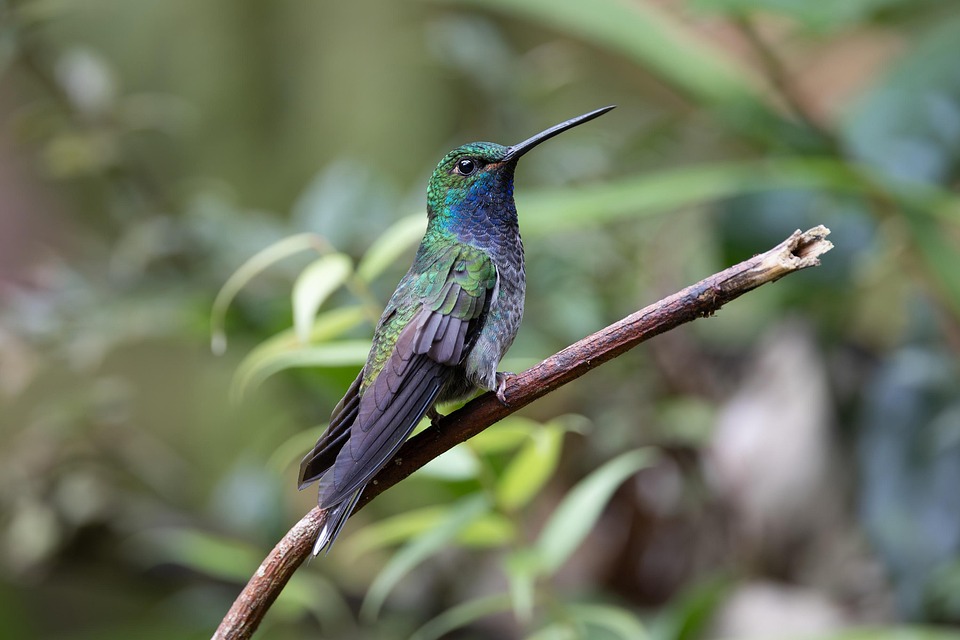 Hummingbird Burung Alam - Foto gratis di Pixabay