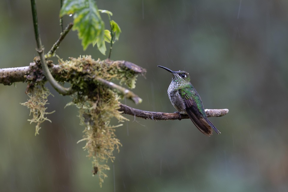 Hummingbird Bird Nature - Free photo on Pixabay