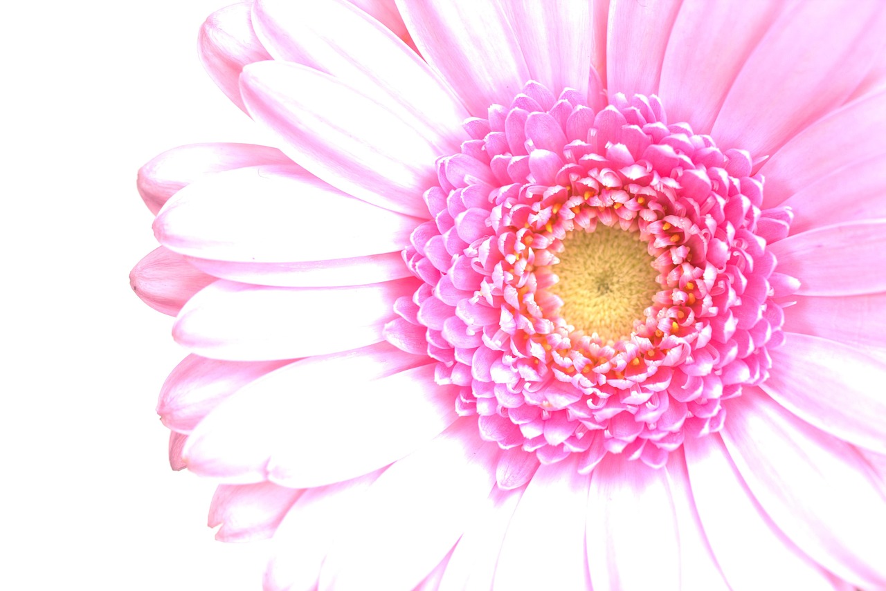 Gerbera Flor Plantar - Foto gratuita no Pixabay