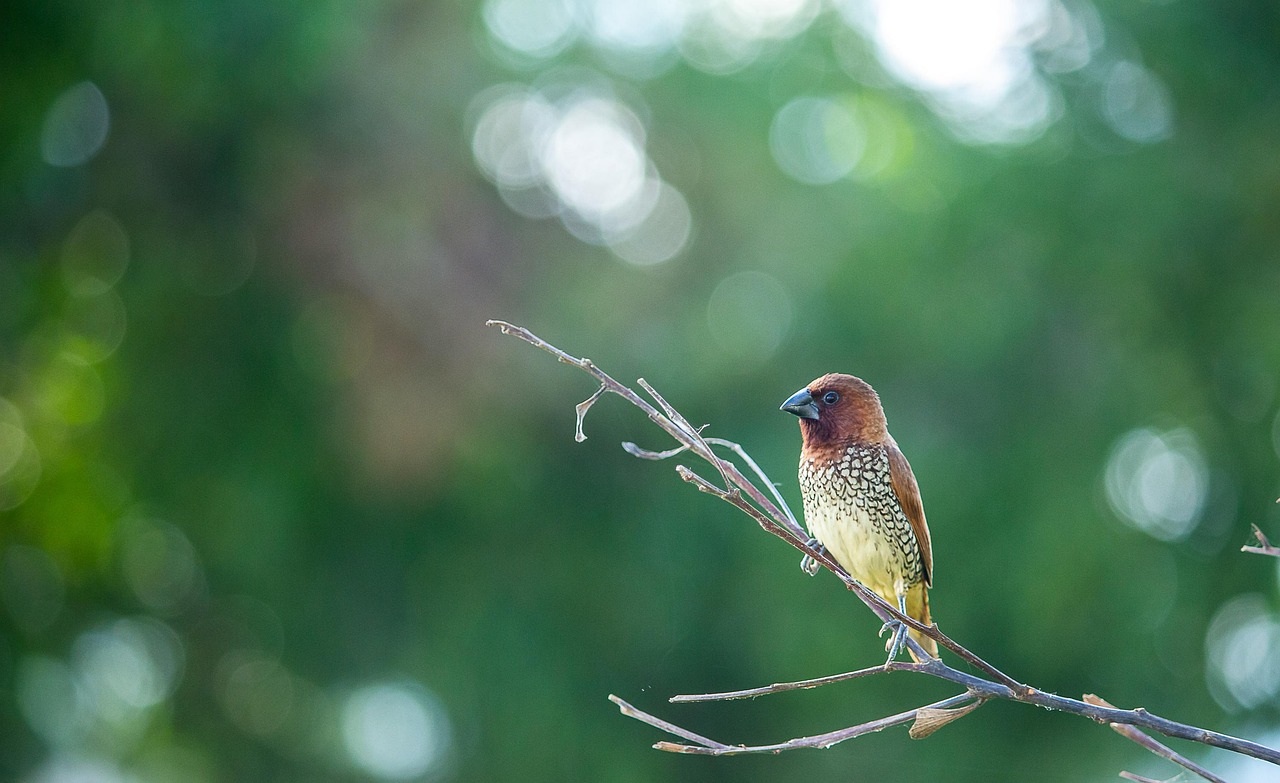 Scaly Breasted Munia Spotted - Free photo on Pixabay