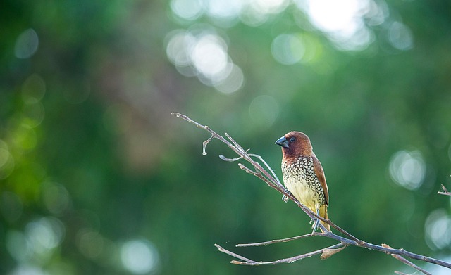 Scaly Breasted Munia Spotted - Free photo on Pixabay