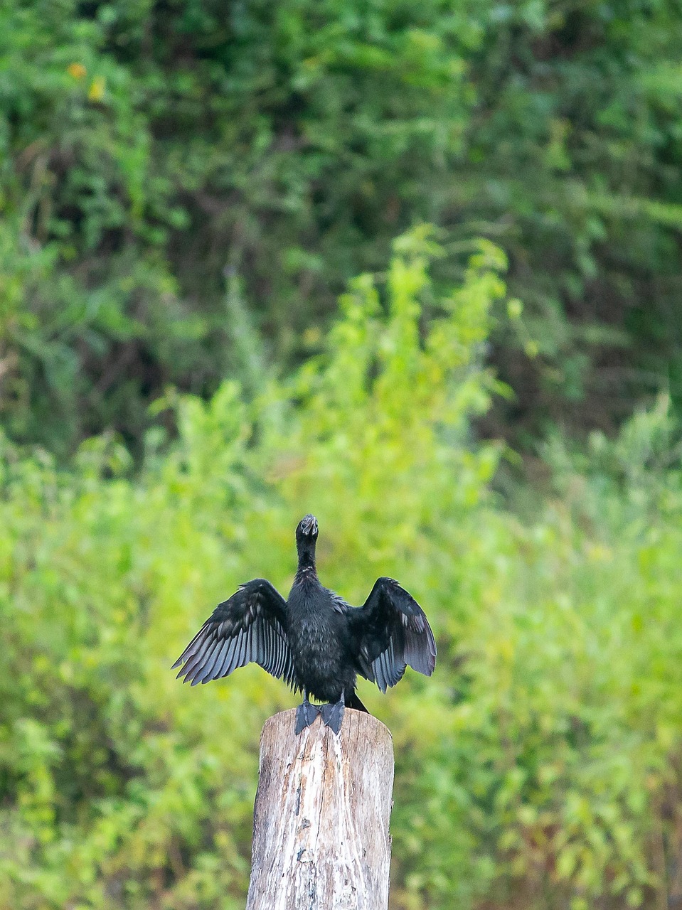 Bird Nature Animal - Free photo on Pixabay