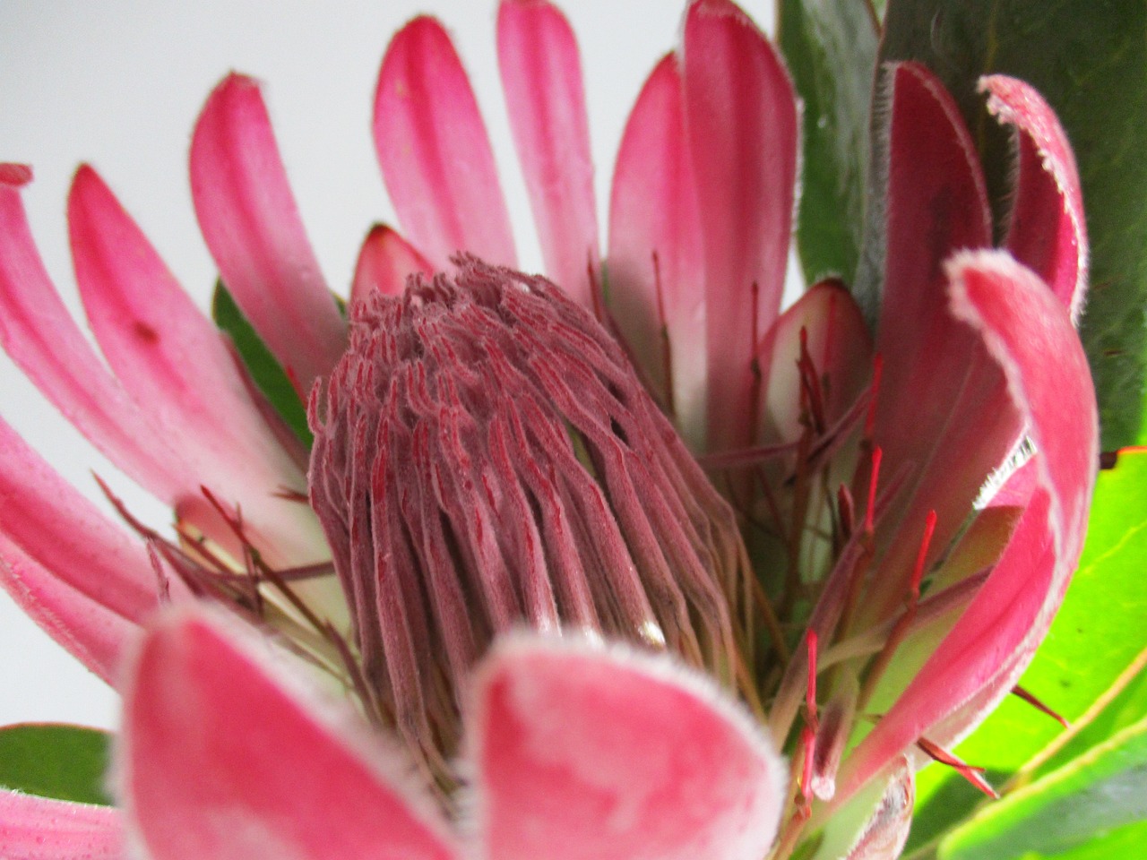 Protea Flor Rosa - Foto gratuita no Pixabay