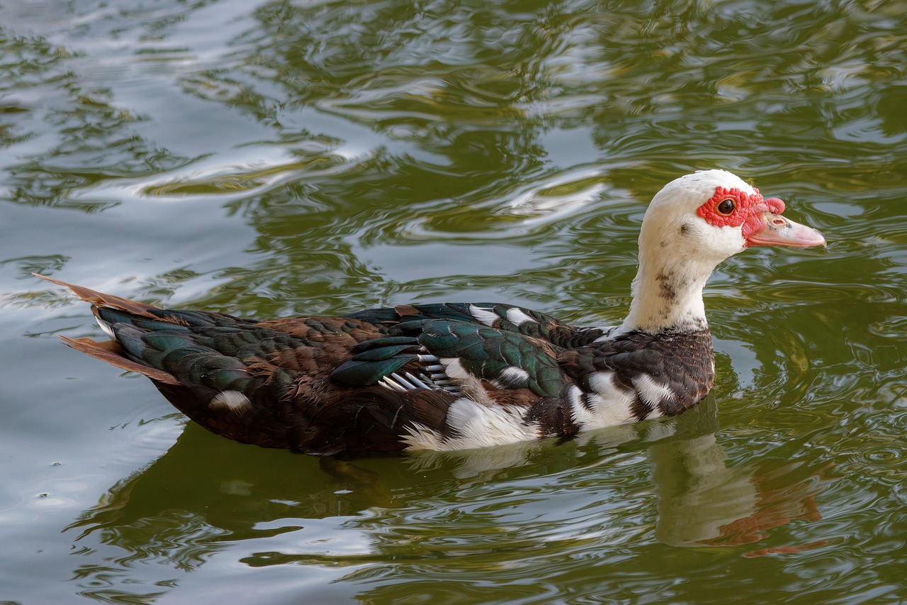 Muscovy Duck Bird - Free photo on Pixabay