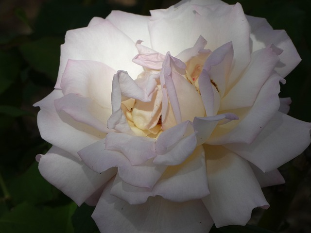 Cream Rose Flower - Free photo on Pixabay