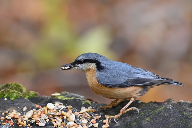 Bird Nuthatch Wildlife - Free photo on Pixabay