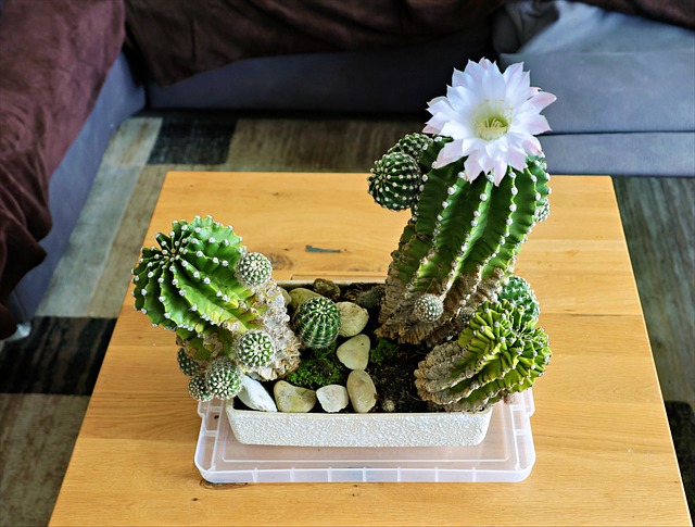 Cactus Nature Plant - Free photo on Pixabay