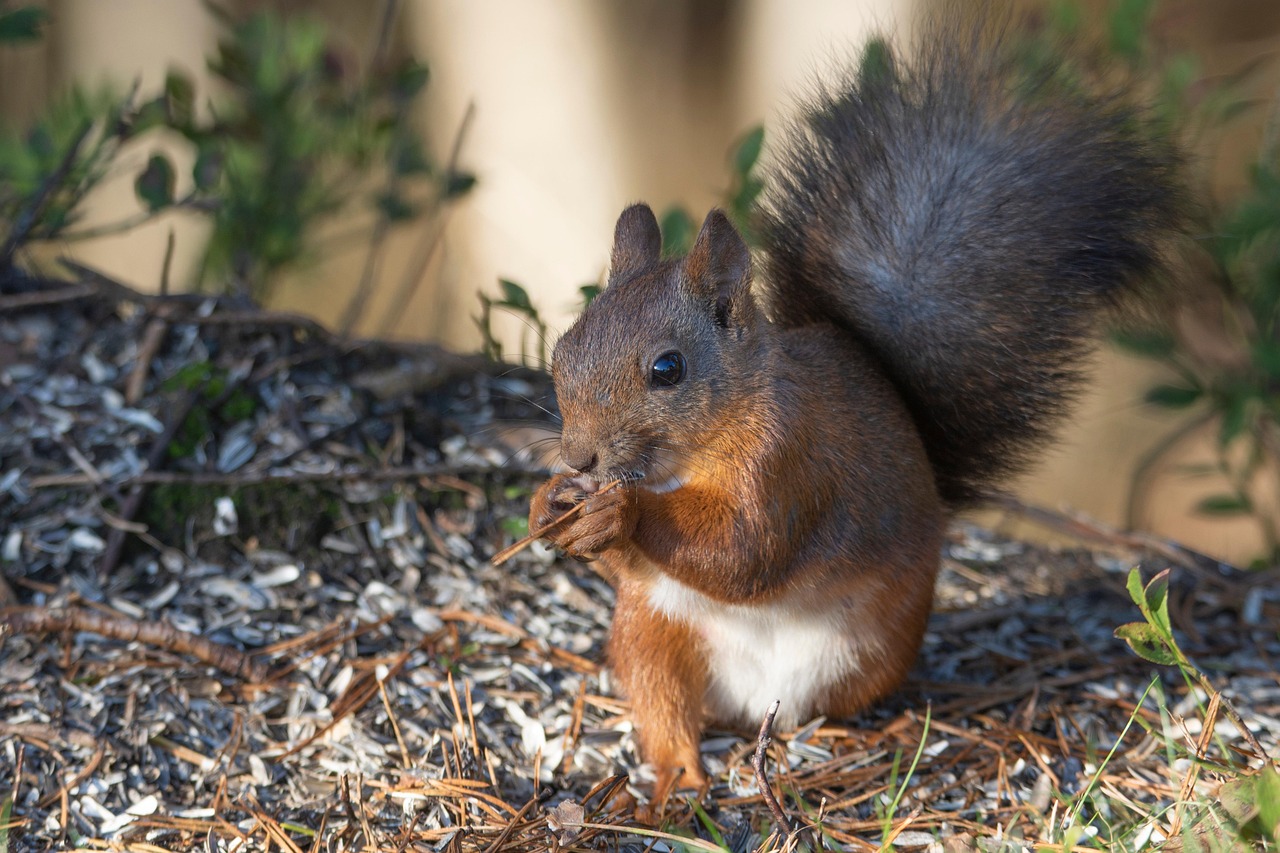 Animal Mammal Squirrel - Free photo on Pixabay