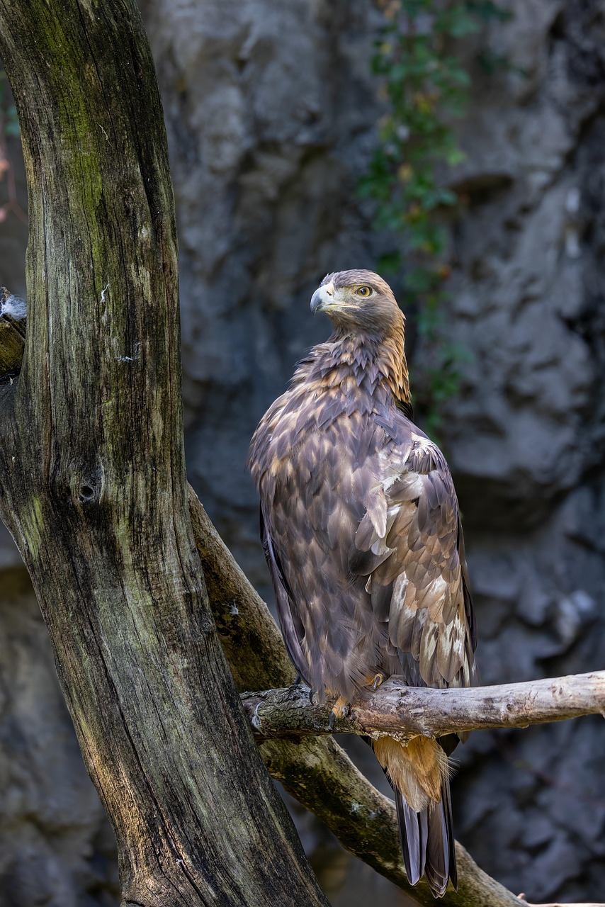 Bird Eagle Ornithology - Free photo on Pixabay