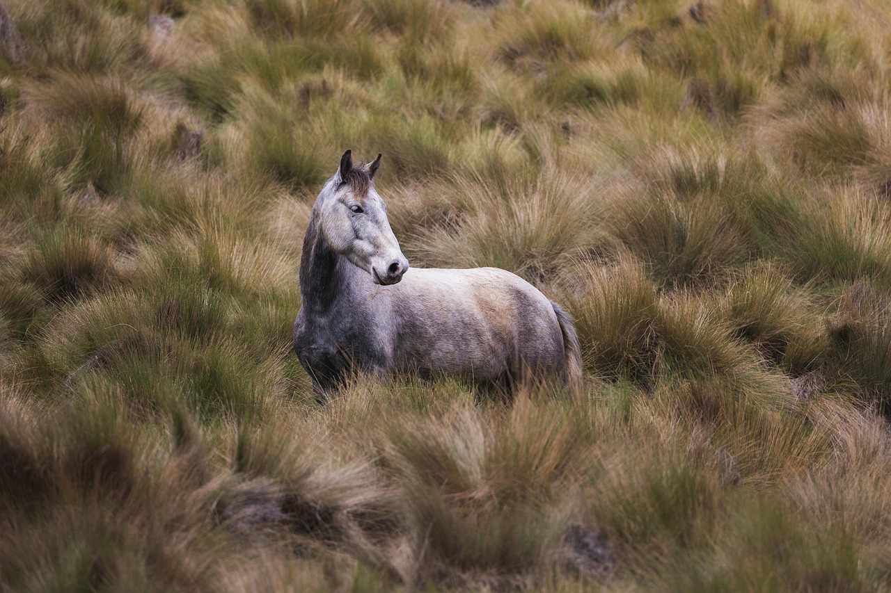Dier Zoogdier Paarden - Gratis foto op Pixabay