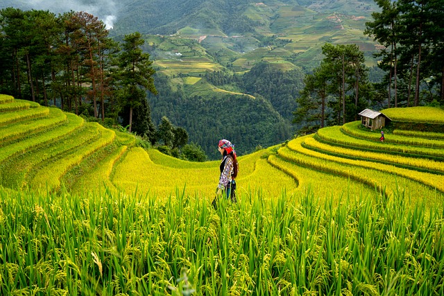 Plus de 1 000 images de Rizière et de Nature - Pixabay