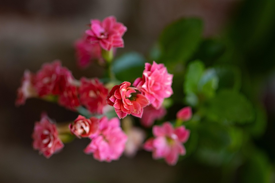 Plantes Feuilles Fleurs - Photo gratuite sur Pixabay