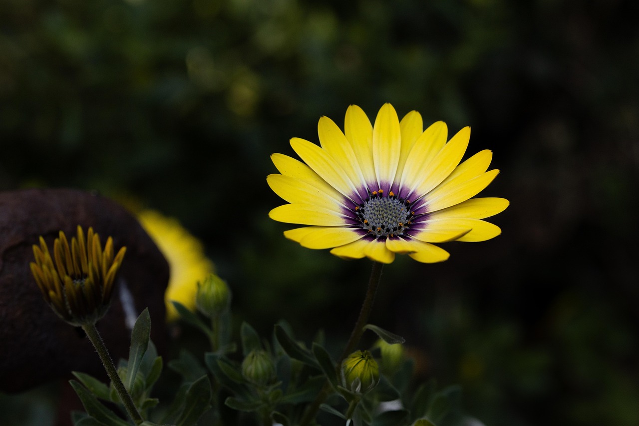 African Daisy Gelbe Blume - Kostenloses Foto auf Pixabay