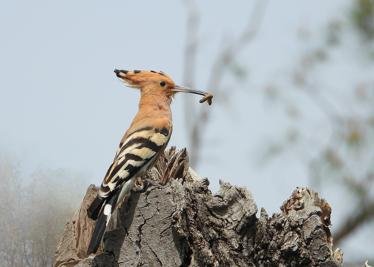 Bird Hoopoe Animal - Free photo on Pixabay