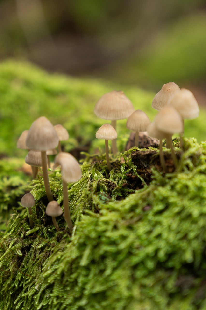 Mushrooms Forest Autumn - Free photo on Pixabay