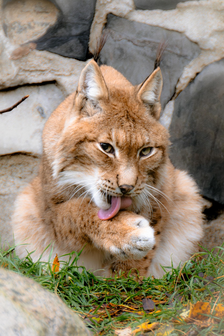 Lynx Feline Lick - Free photo on Pixabay