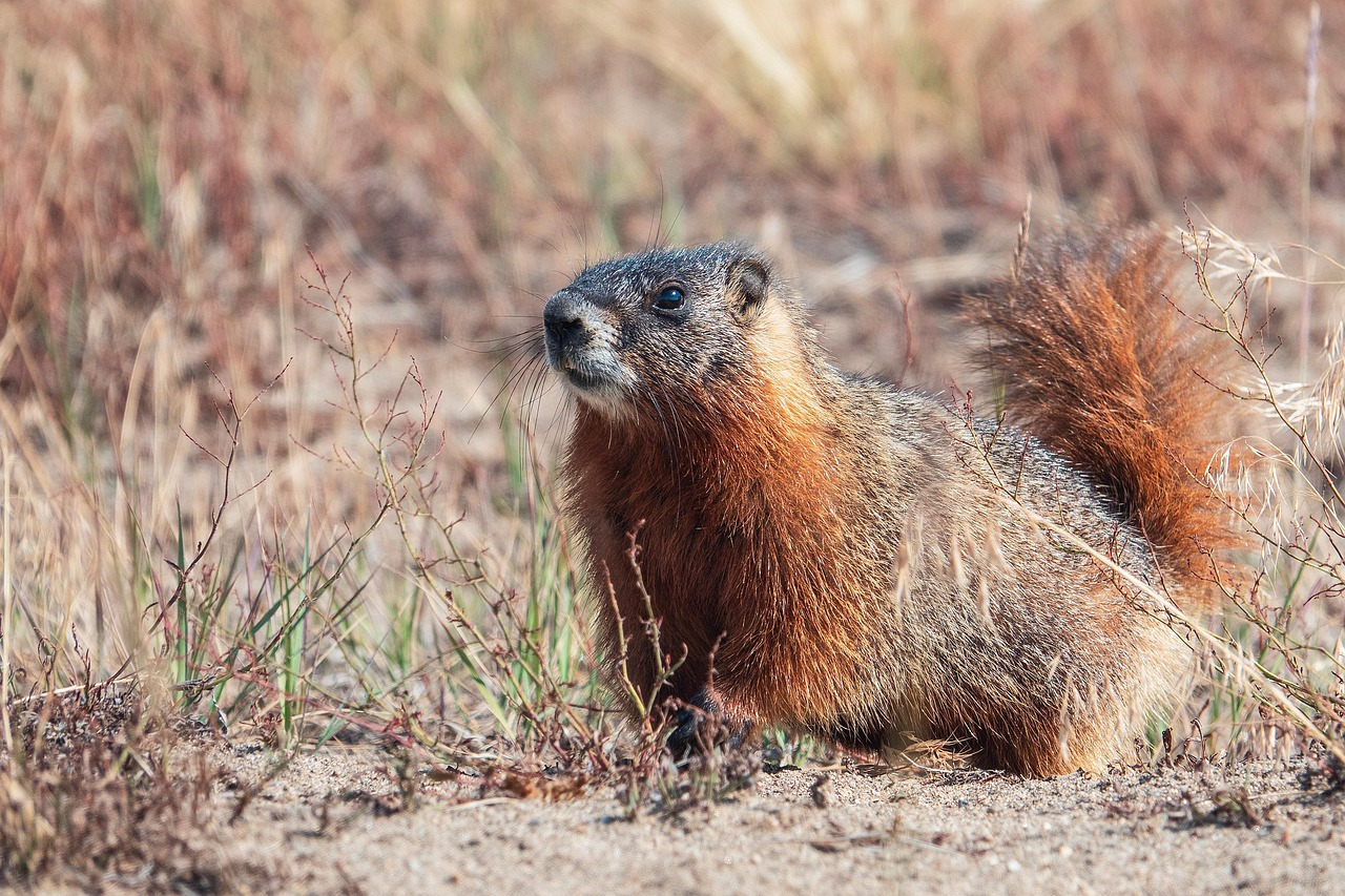 Marmot Squirrel Wildlife - Free photo on Pixabay