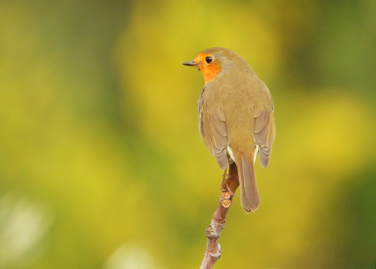 Bird Robin Nature - Free photo on Pixabay