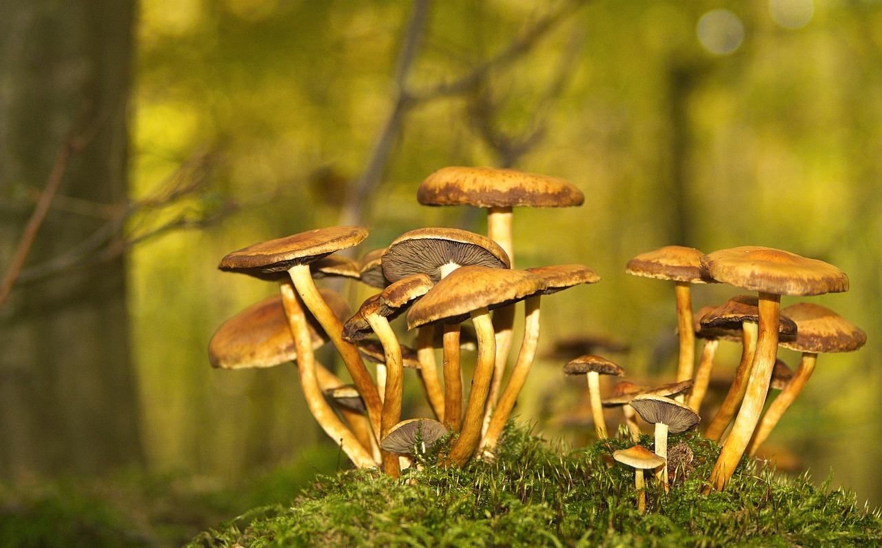 Mushrooms Funfus Fungi - Free photo on Pixabay