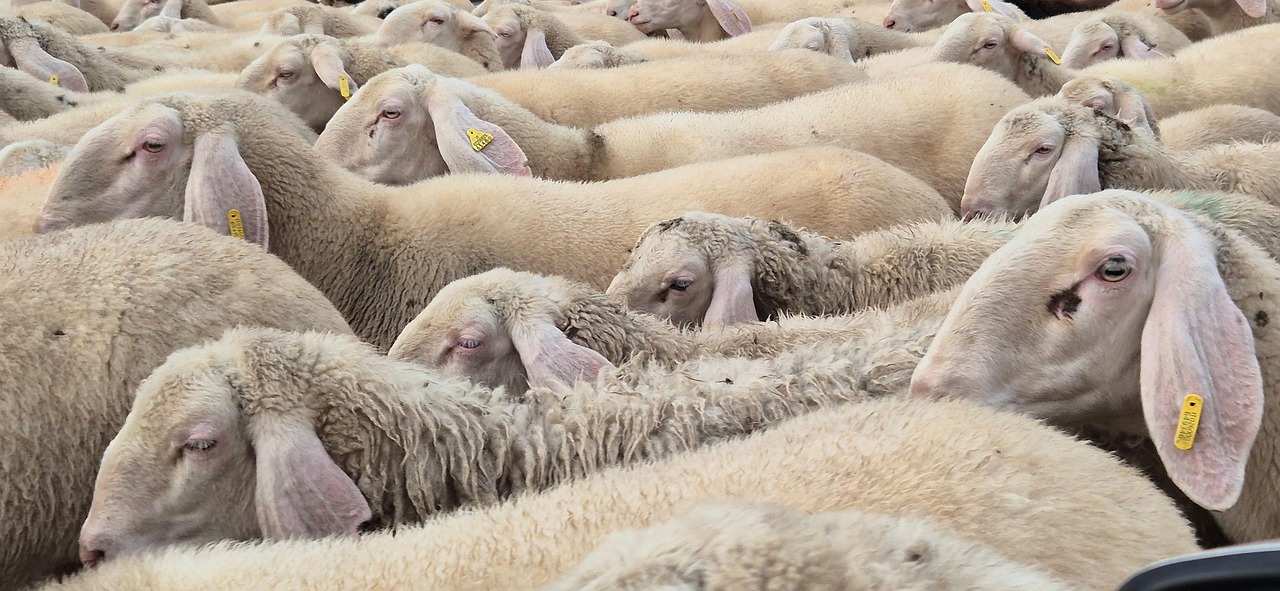 Sheep Flock - Free photo on Pixabay