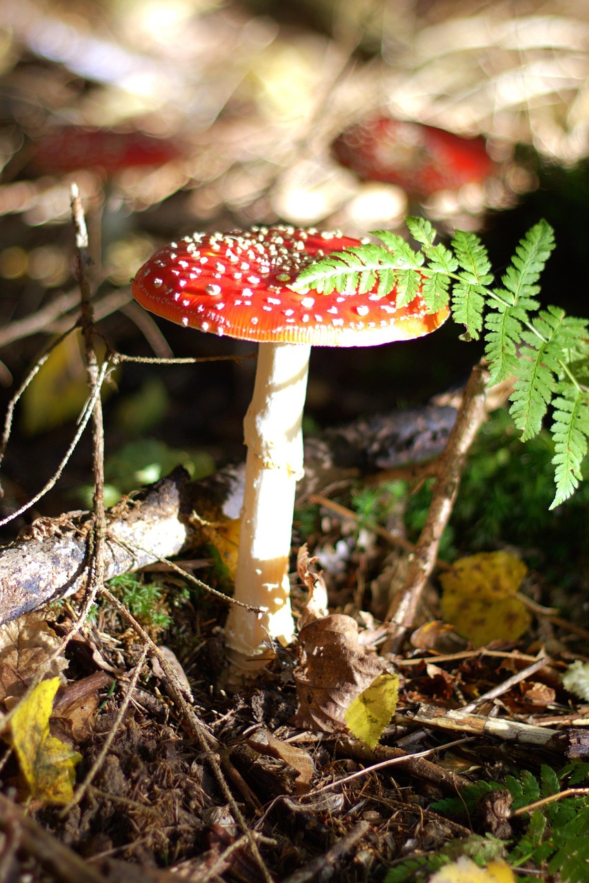 Amanita Muscaria Grzyby Muchomor - Darmowe zdjęcie na Pixabay