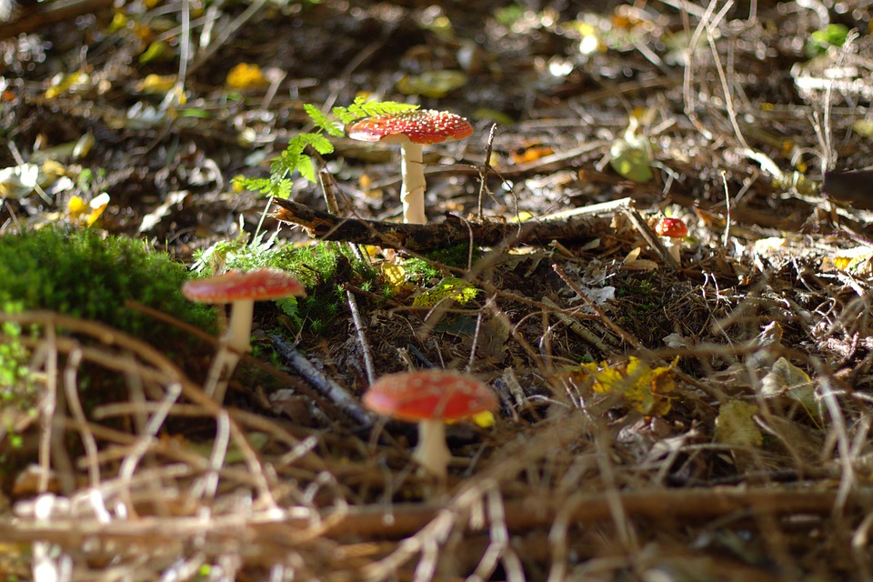 Amanite Muscaria Champignons - Photo gratuite sur Pixabay
