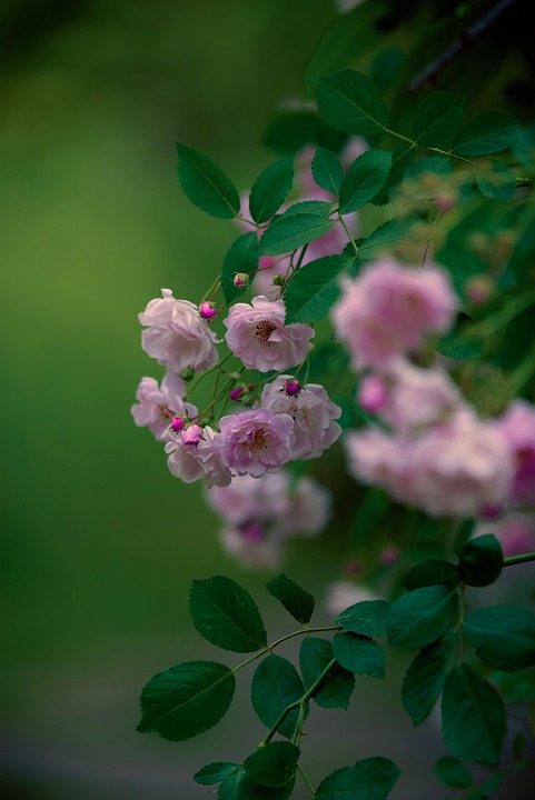 Rose Blumen Knospe - Kostenloses Foto auf Pixabay