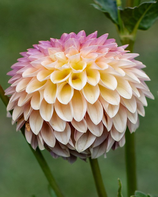 Dahlia Flower Flora - Free photo on Pixabay