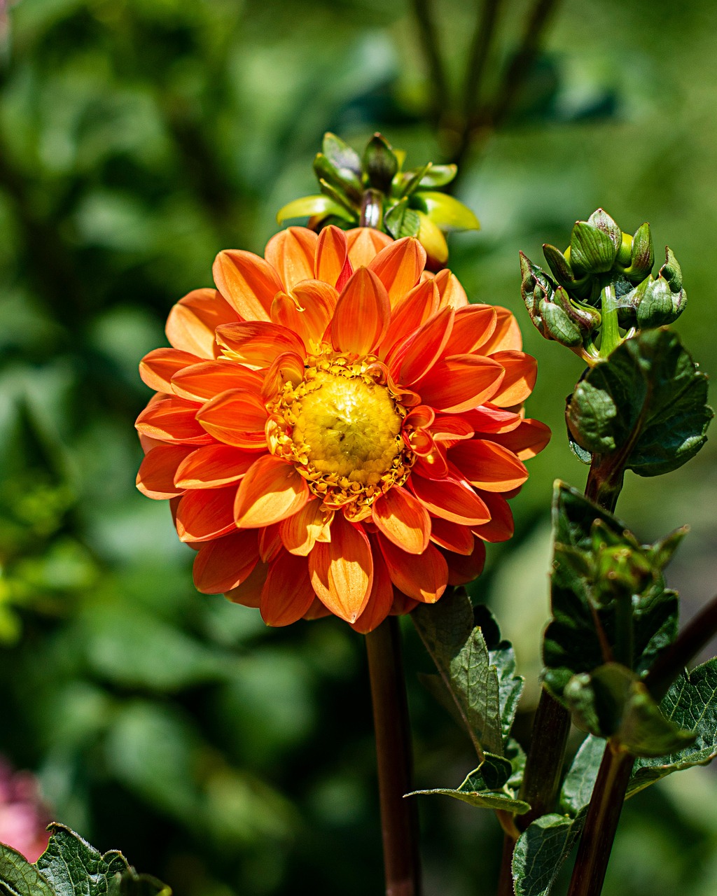 Orange Dahlia Flower - Free photo on Pixabay
