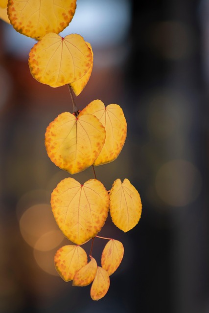 40,000+ Free Katsura Tree & Tree Photos - Pixabay