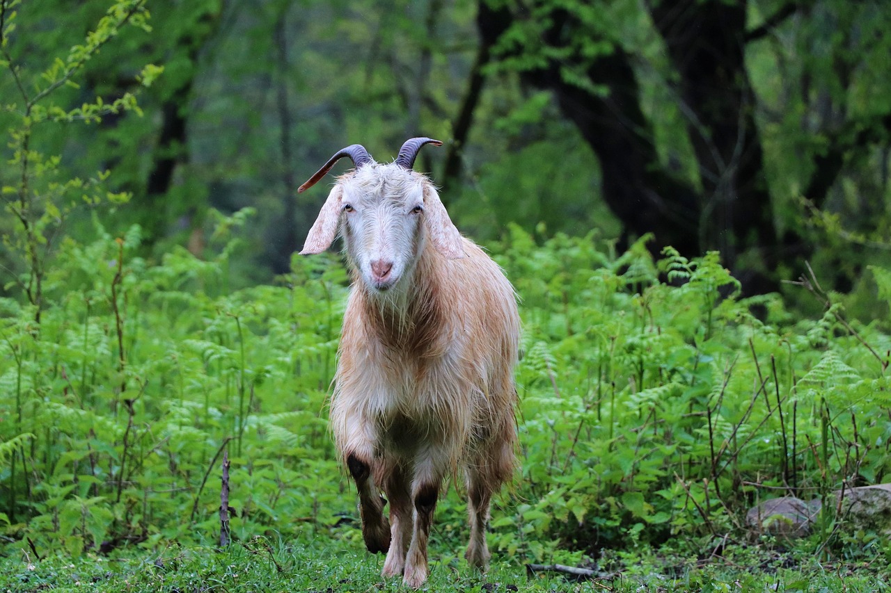 Cabra Naturaleza Animal - Foto gratis en Pixabay