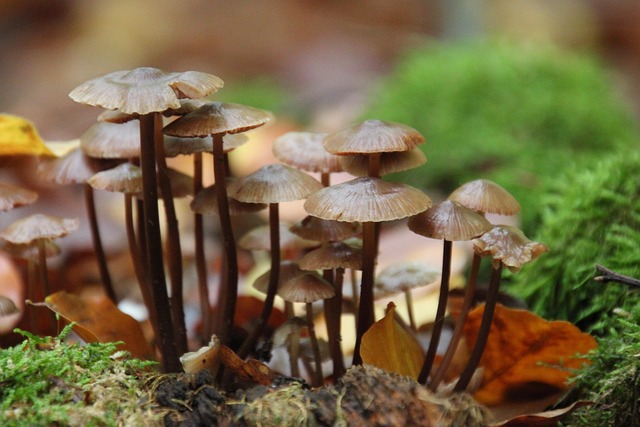 Mushrooms Fall Forest - Free photo on Pixabay